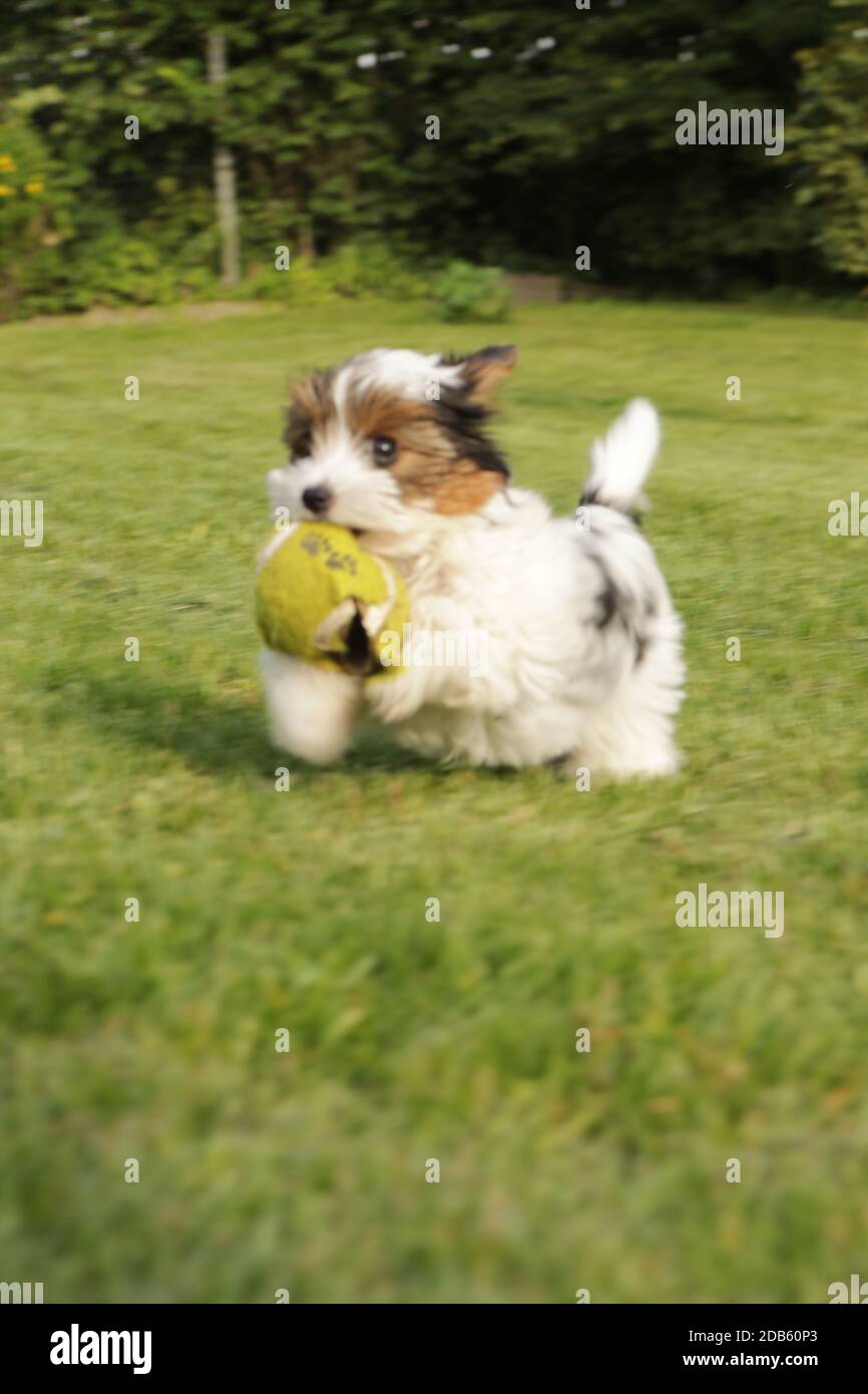 Biewer terrier schwarz -Fotos und -Bildmaterial in hoher Auflösung – Alamy
