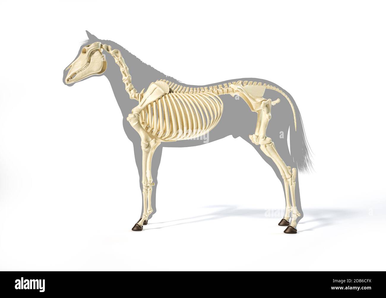 Skelett Pferd-Karteikarten – Anatomie Skelett und Muskulatur kostenlos ...