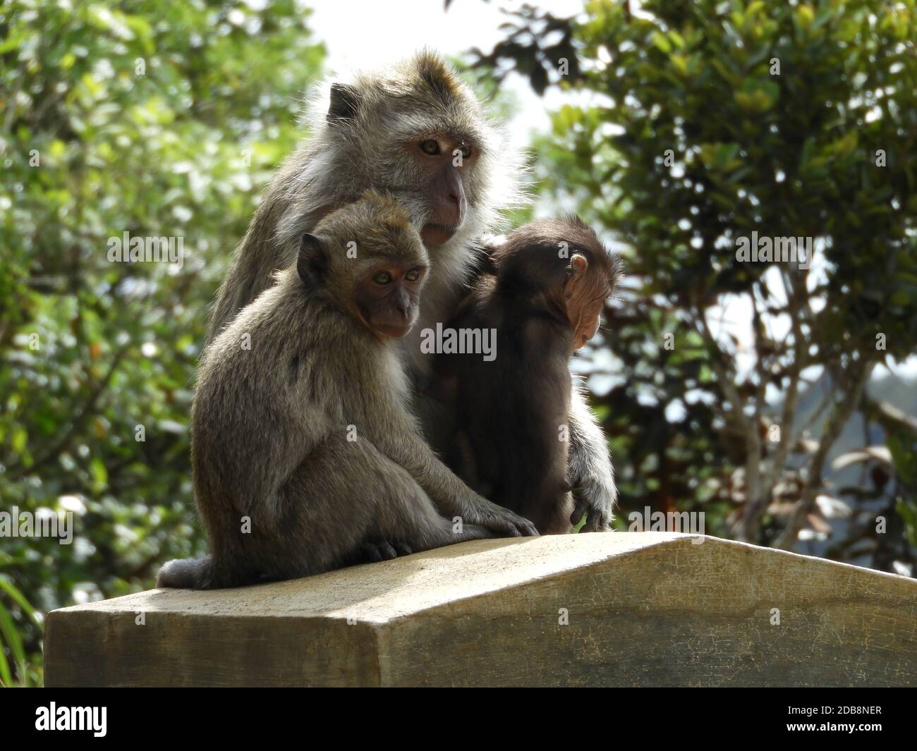 Regenwald affe Stockfotos und -bilder Kaufen - Alamy