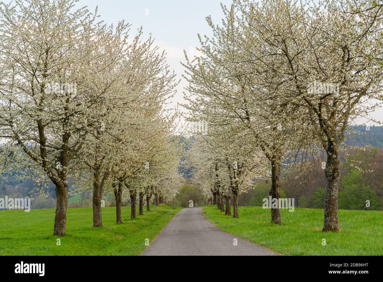 Kirschbaum Allee Stockfotos und -bilder Kaufen - Alamy