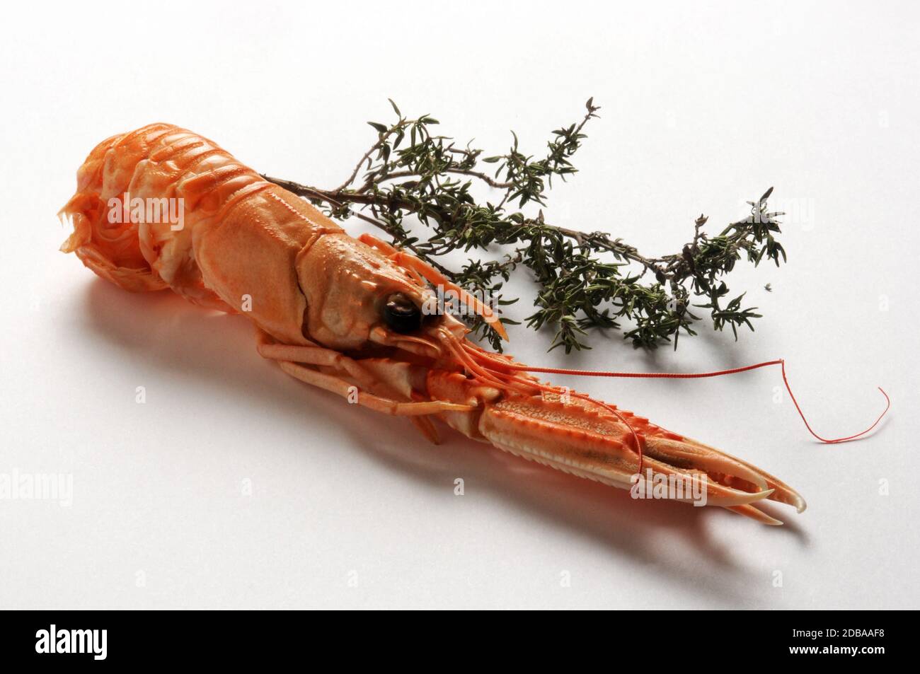 Garnelen scampi -Fotos und -Bildmaterial in hoher Auflösung – Alamy