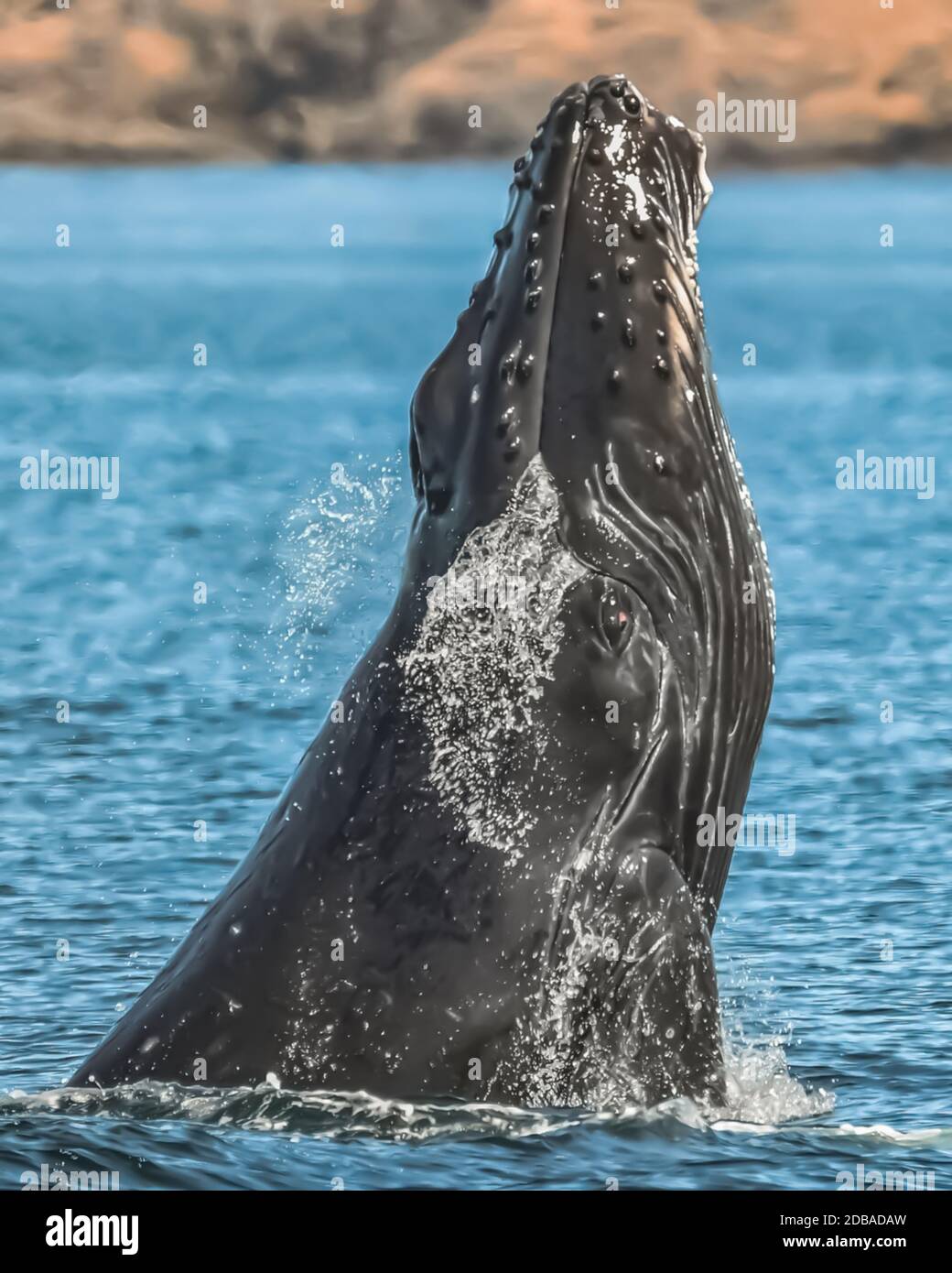 Newborn humpback whale -Fotos und -Bildmaterial in hoher Auflösung – Alamy