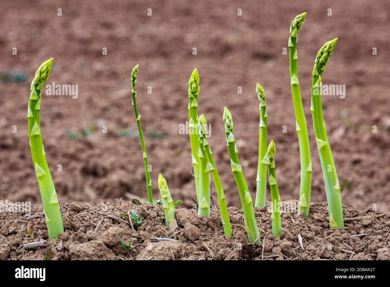 Spargel stechen -Fotos und -Bildmaterial in hoher Auflösung – Alamy
