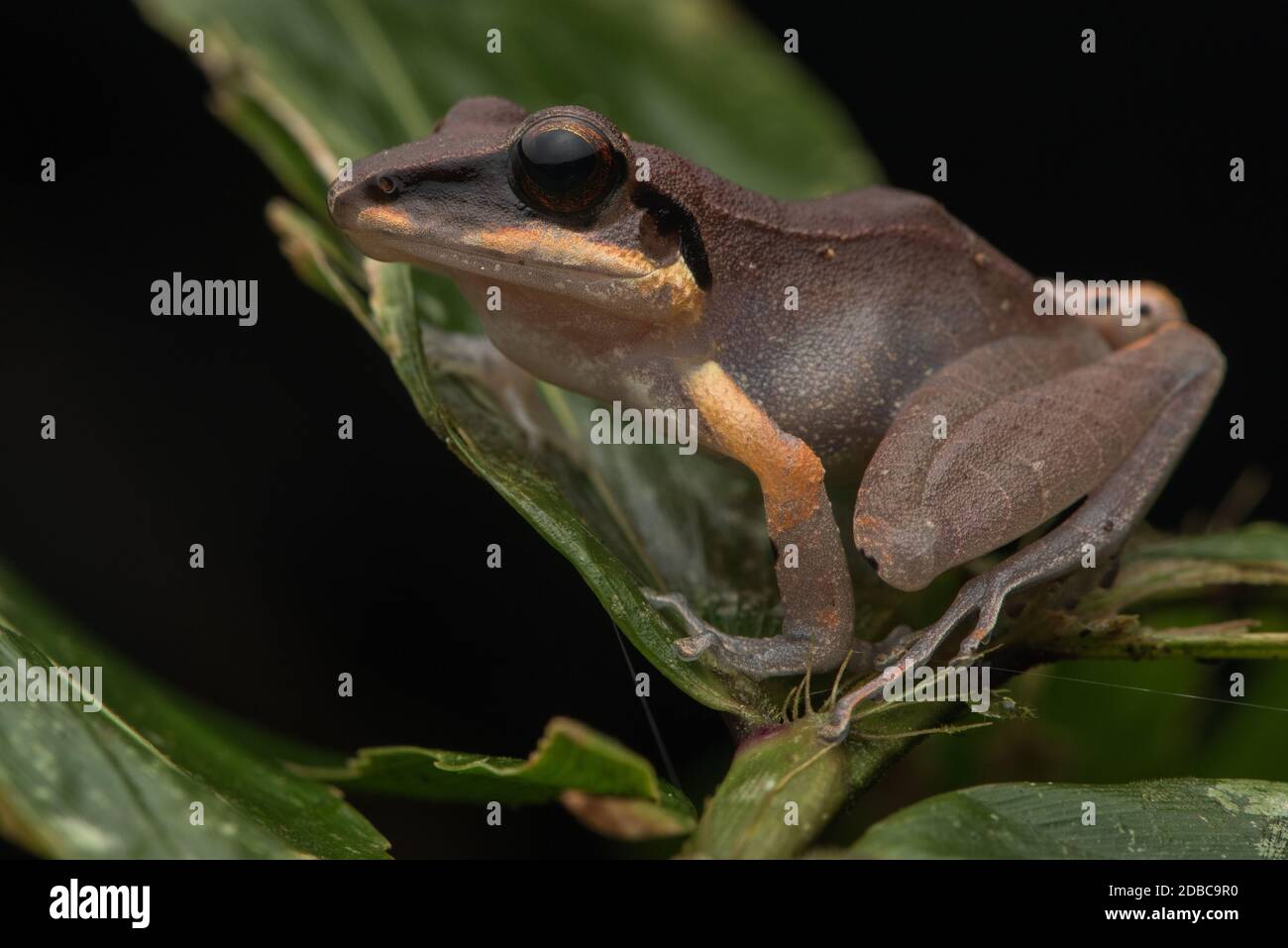Amazonas regenfrosch -Fotos und -Bildmaterial in hoher Auflösung – Alamy