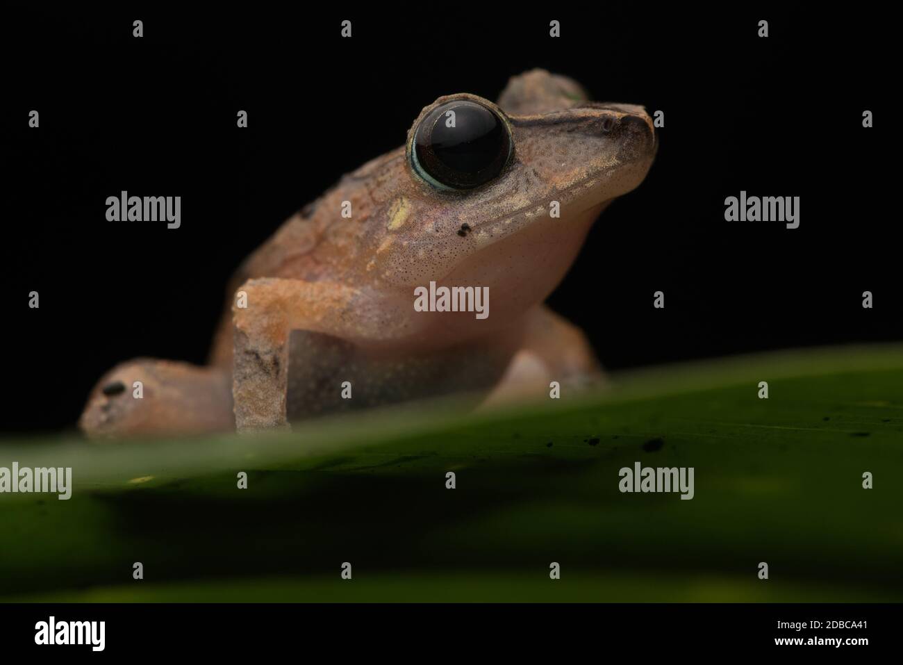 Amazonas regenfrosch -Fotos und -Bildmaterial in hoher Auflösung – Alamy