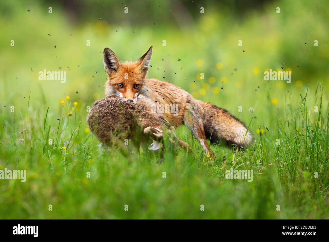 Wild fox chasing rabbit -Fotos und -Bildmaterial in hoher Auflösung – Alamy