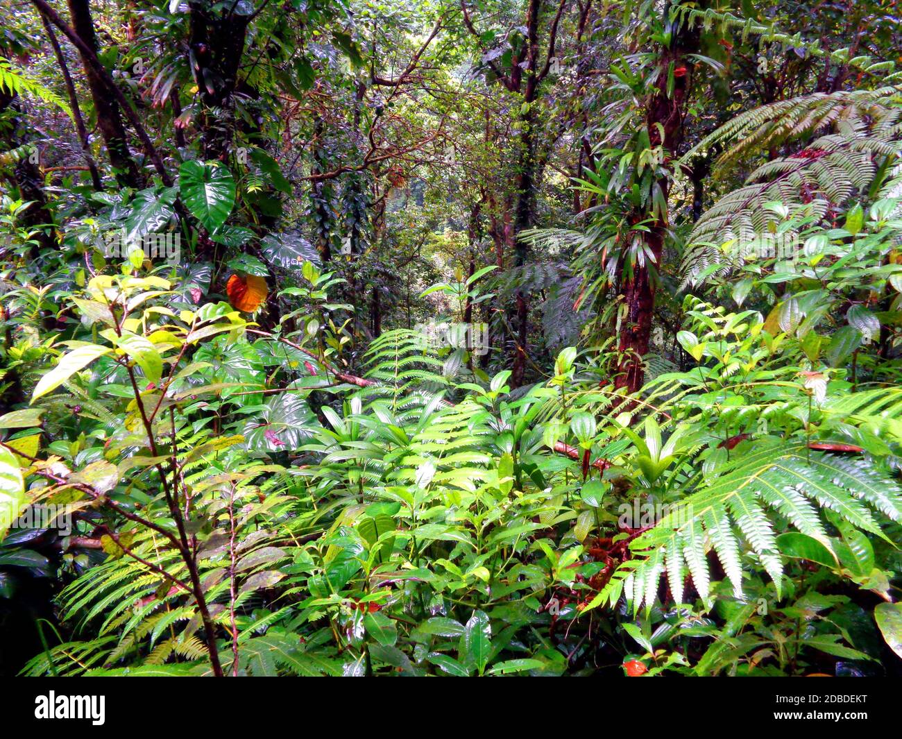 Guadeloupe rainforest -Fotos und -Bildmaterial in hoher Auflösung ...