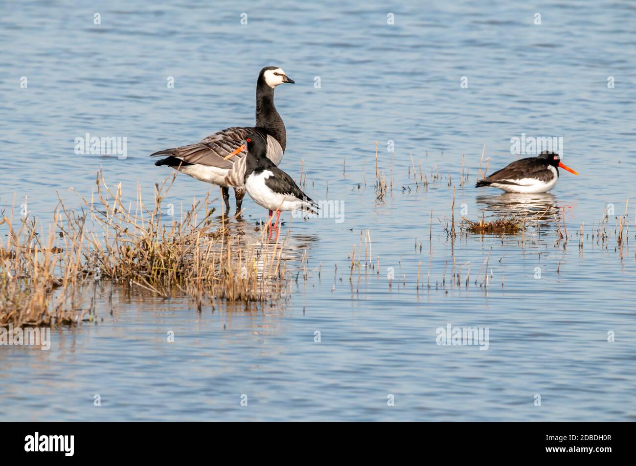 Tierwelt und kulturelles erbe -Fotos und -Bildmaterial in hoher ...