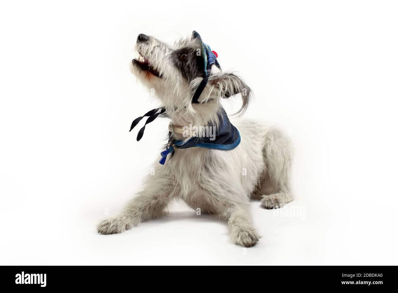 Tier mit hut -Fotos und -Bildmaterial in hoher Auflösung – Alamy