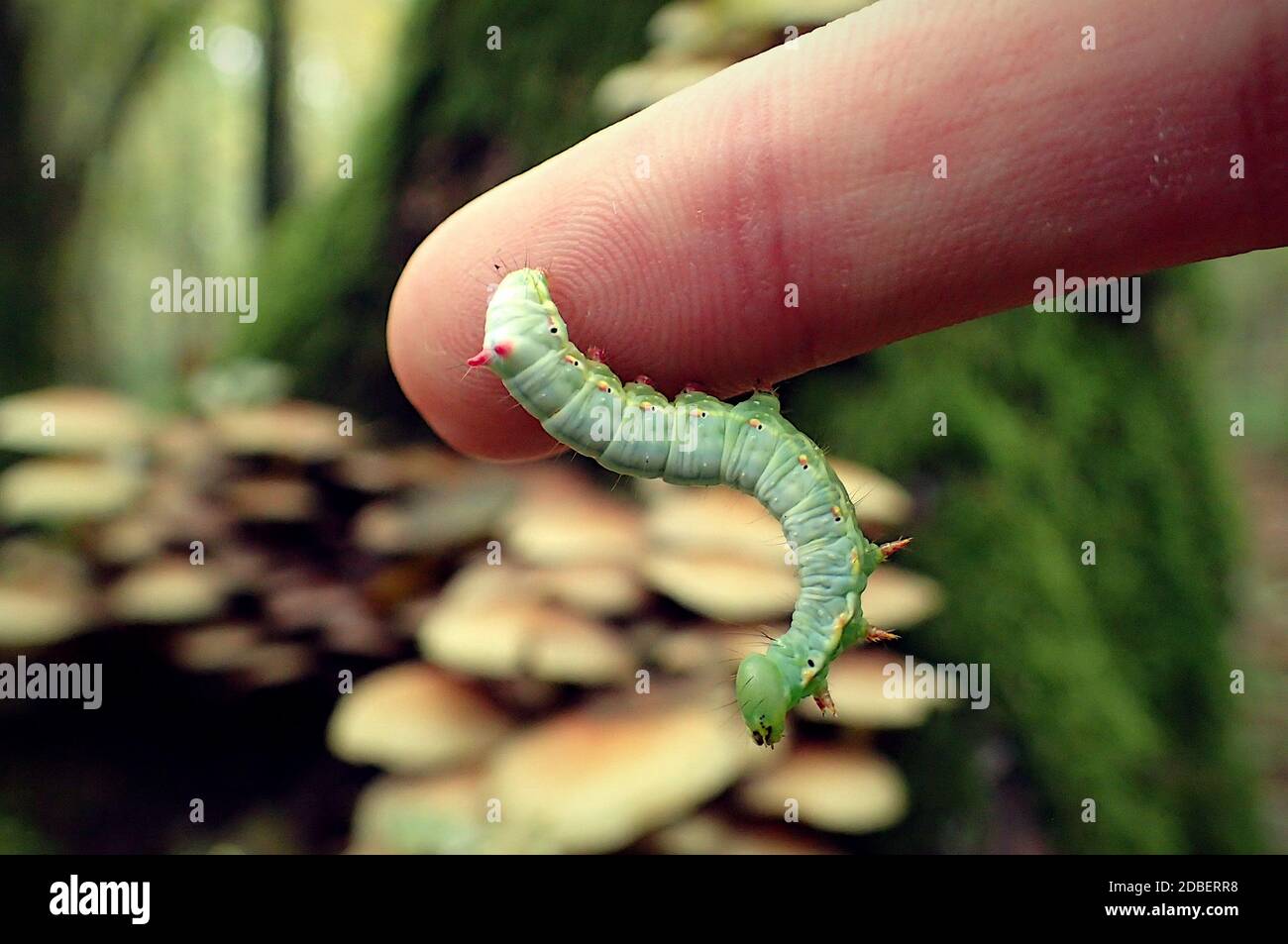 Friedliche raupe -Fotos und -Bildmaterial in hoher Auflösung – Alamy