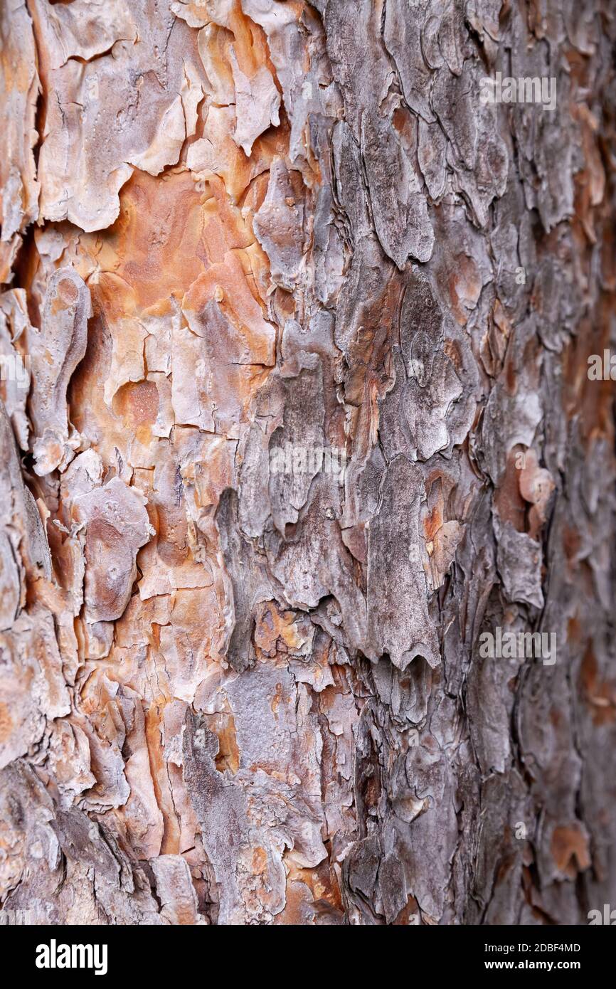 Bark texture -Fotos und -Bildmaterial in hoher Auflösung – Alamy
