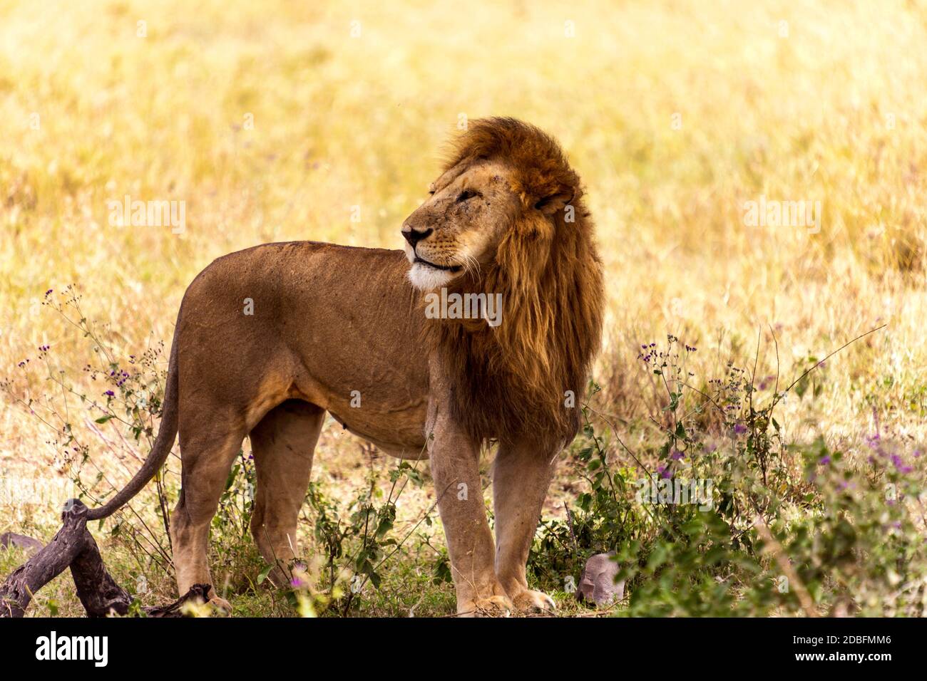 Lion Standing Proud Stockfotos und -bilder Kaufen - Alamy