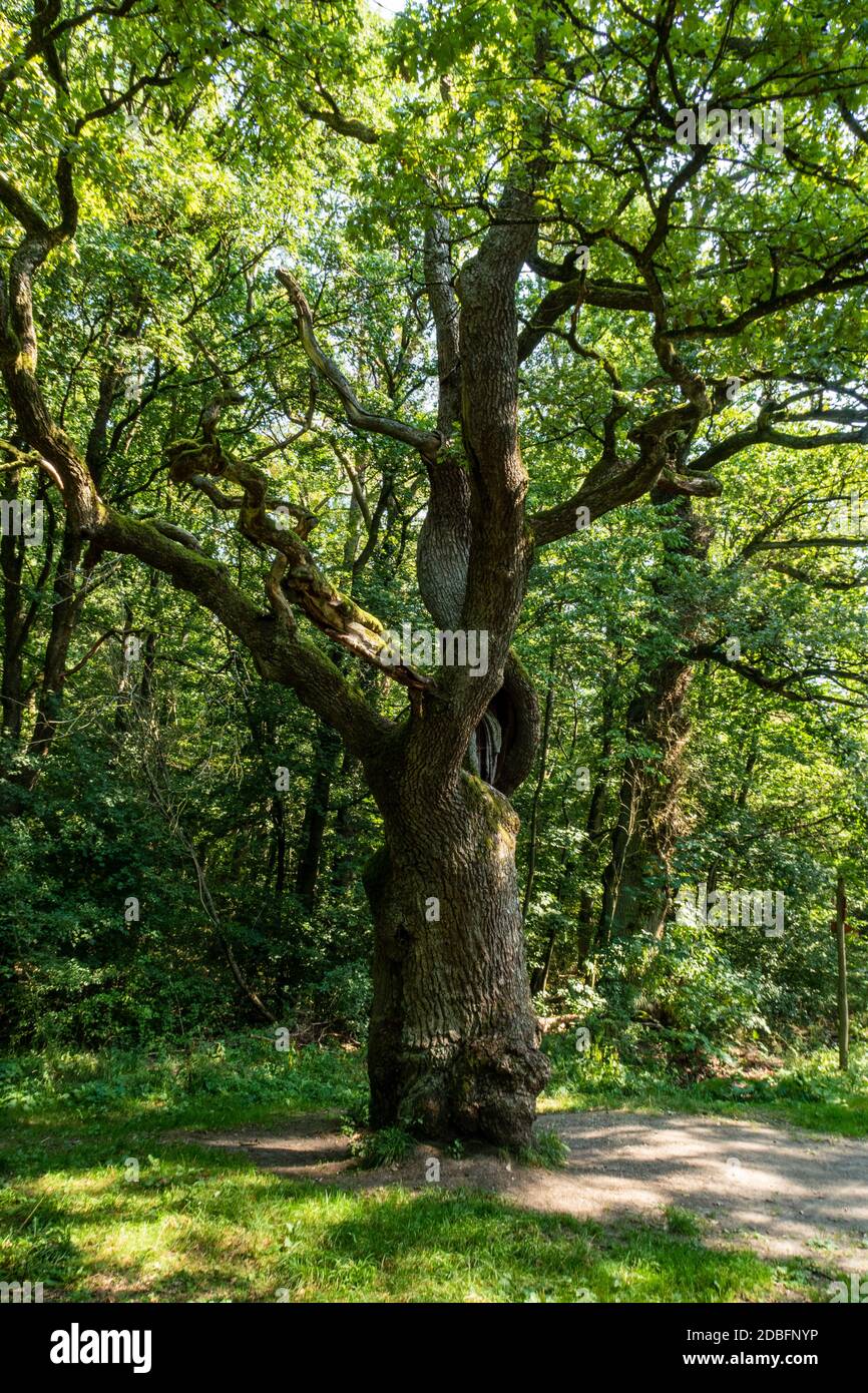 Alter baum eiche deutschland -Fotos und -Bildmaterial in hoher ...