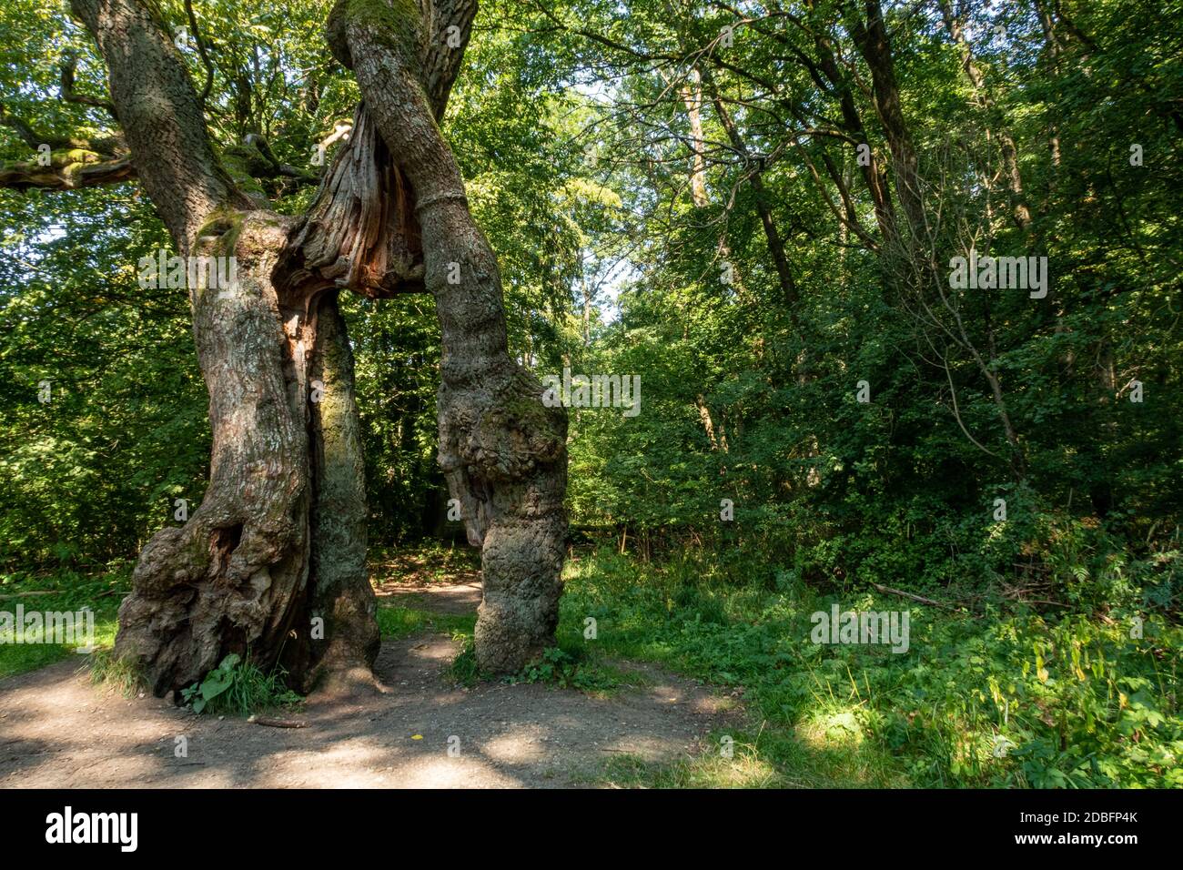Alter baum eiche deutschland -Fotos und -Bildmaterial in hoher ...