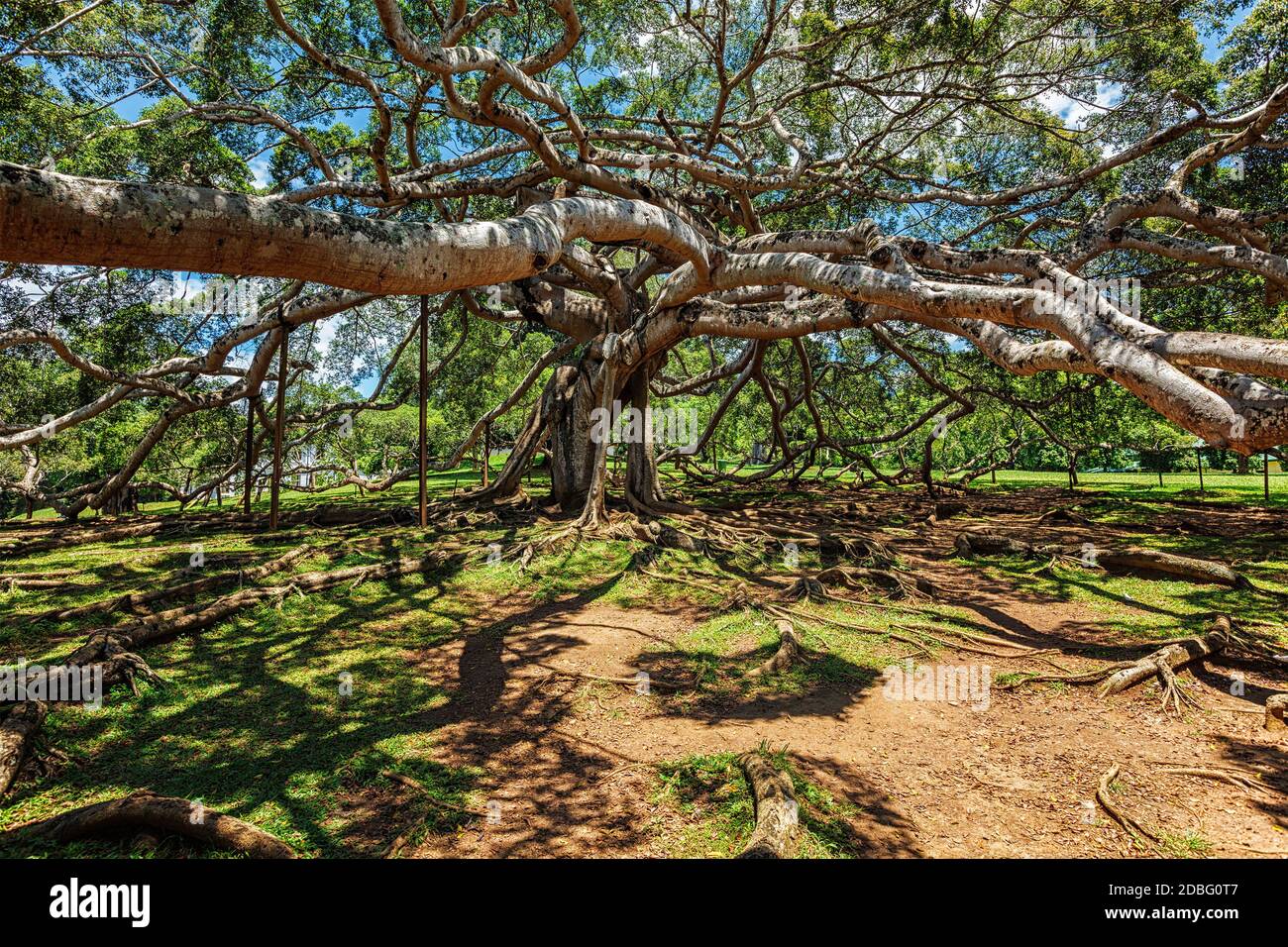 Ficus benjamina Baum in Peradeniya Botanical Gardens, Kandy, Sri Lank ...