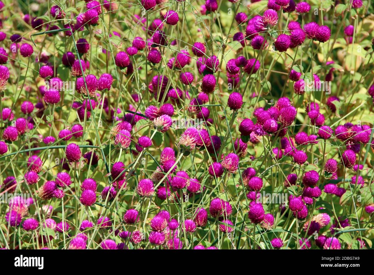 Blumen von Rotklee im Sommer. Rot blühenden Blumen in der Wiese. Rosa ...