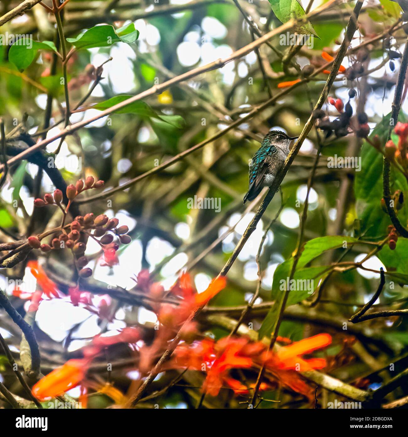 Bienenkolibri, Nunzucto oder Helena Kolibri (Mellisuga helenae) - der ...