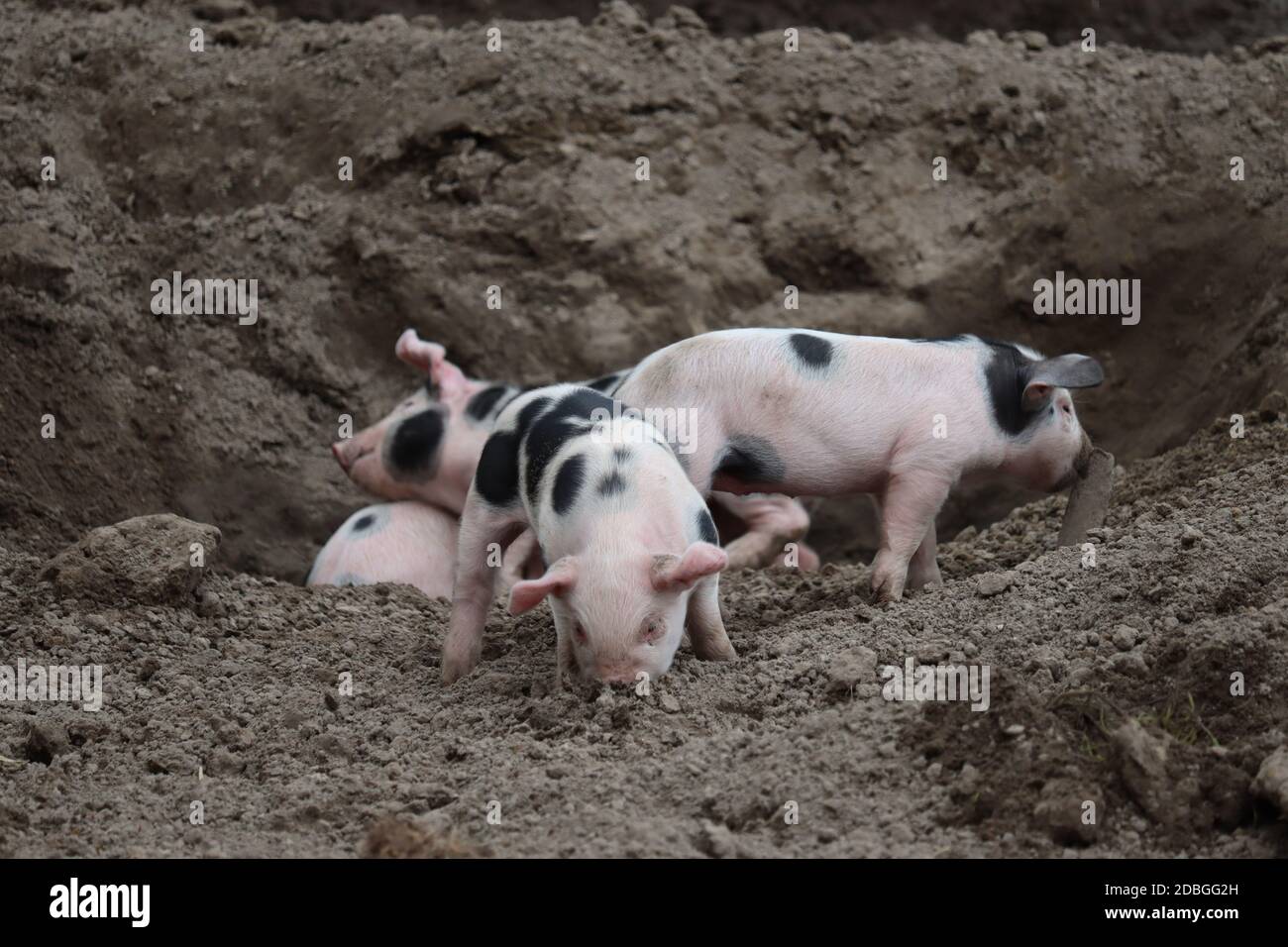 Animal meat -Fotos und -Bildmaterial in hoher Auflösung – Alamy
