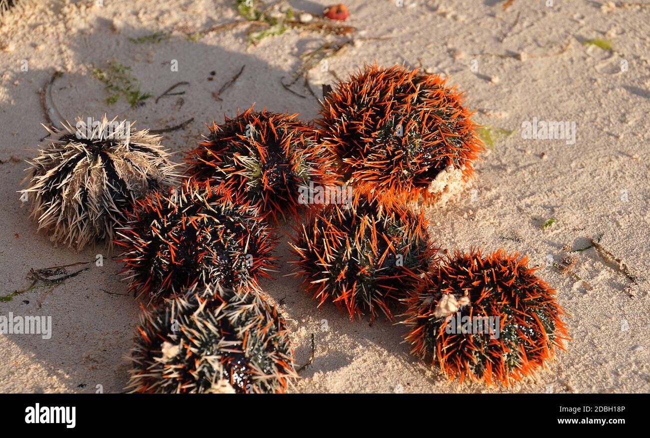 Strand seeigel -Fotos und -Bildmaterial in hoher Auflösung – Alamy