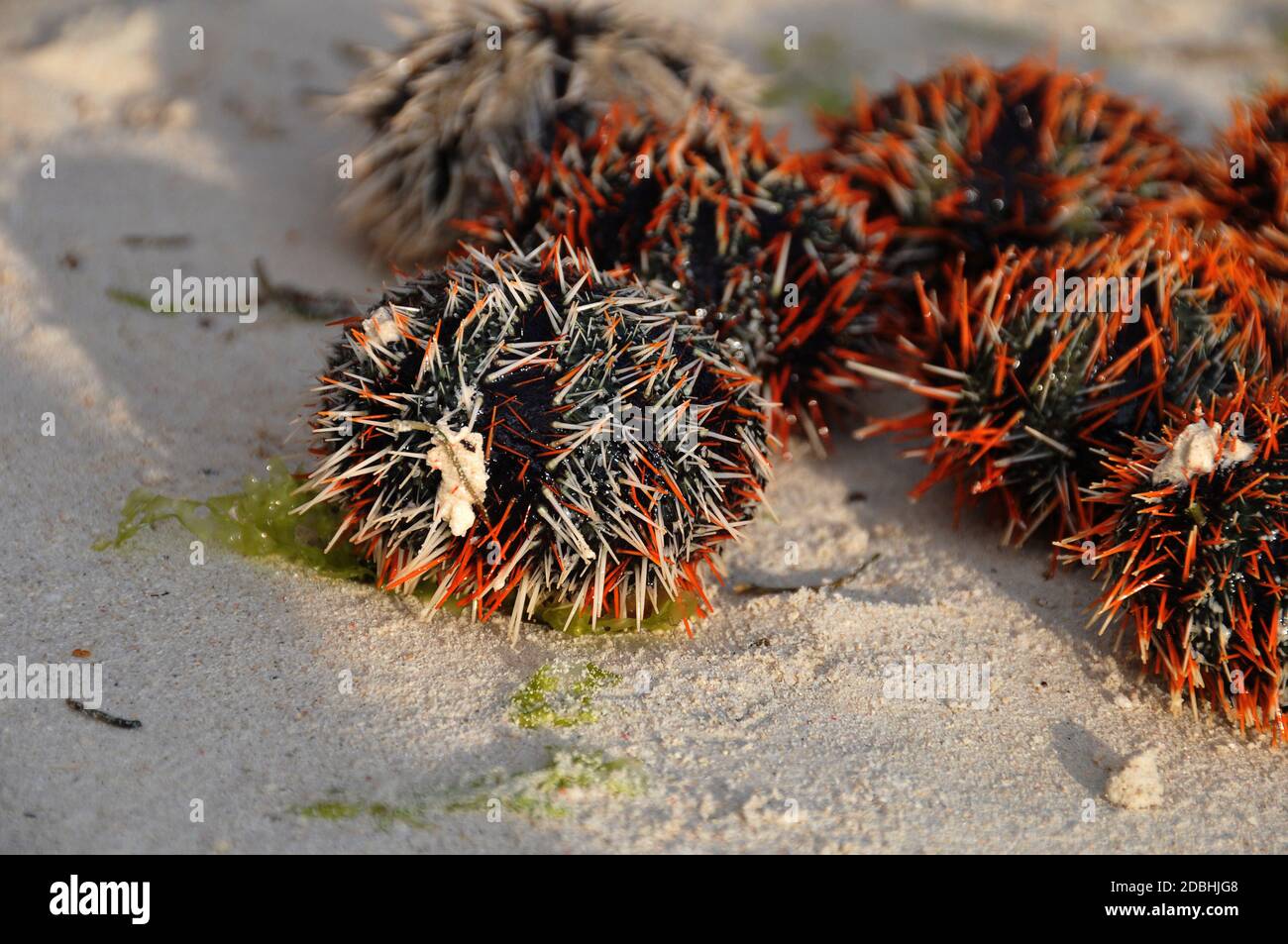 Panglao beach -Fotos und -Bildmaterial in hoher Auflösung – Alamy