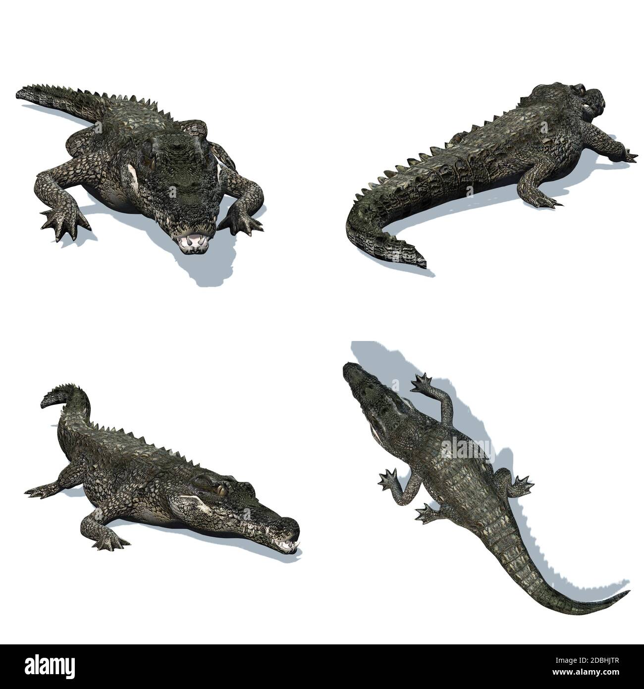 Motiv Krokodil Stockfotos und -bilder Kaufen - Alamy