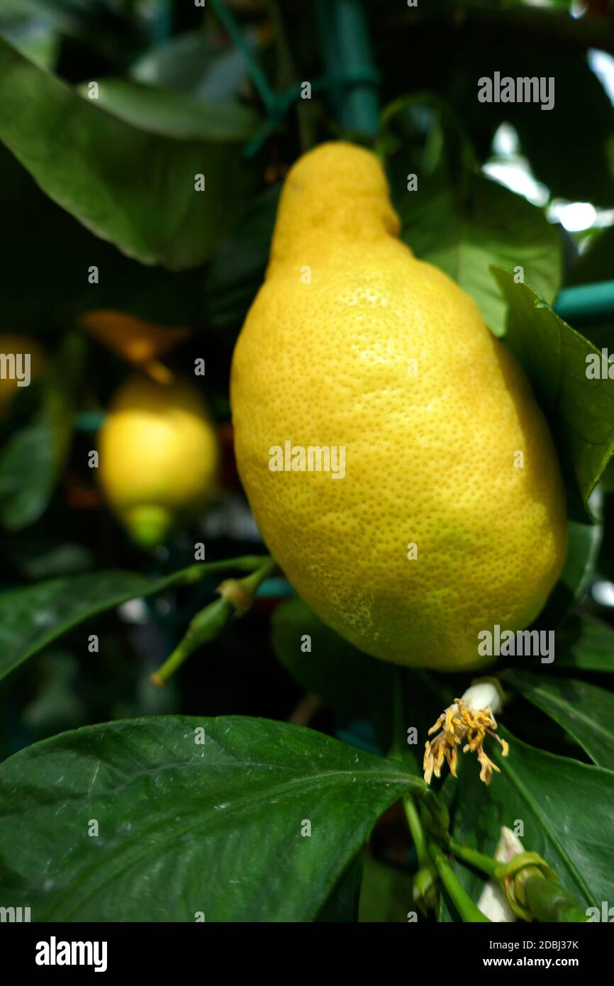 Zitrus Limon Eureka Stockfotos und -bilder Kaufen - Alamy