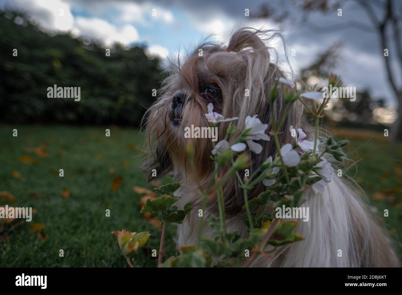 Tieraugen hund seitlich -Fotos und -Bildmaterial in hoher Auflösung – Alamy
