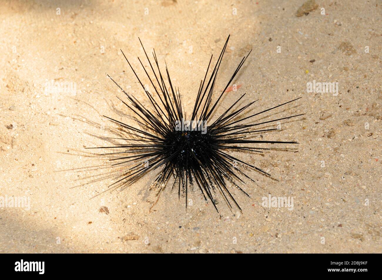 Seeigel am Strand von Panglao Island auf den Philippinen ...