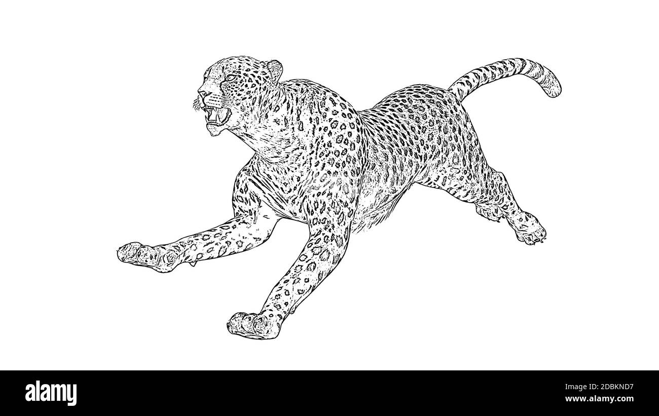 Gepard zeichnung -Fotos und -Bildmaterial in hoher Auflösung – Alamy