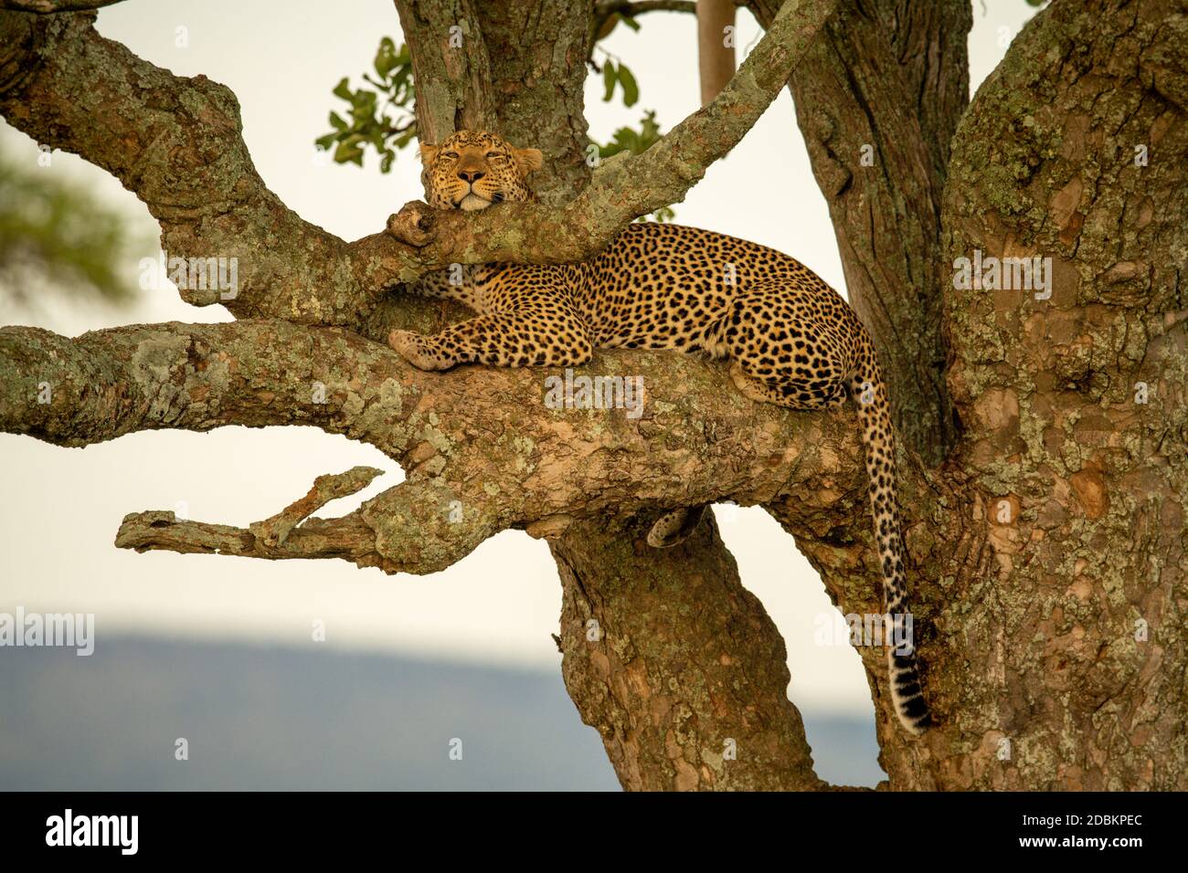 Liegt ruhend -Fotos und -Bildmaterial in hoher Auflösung – Alamy