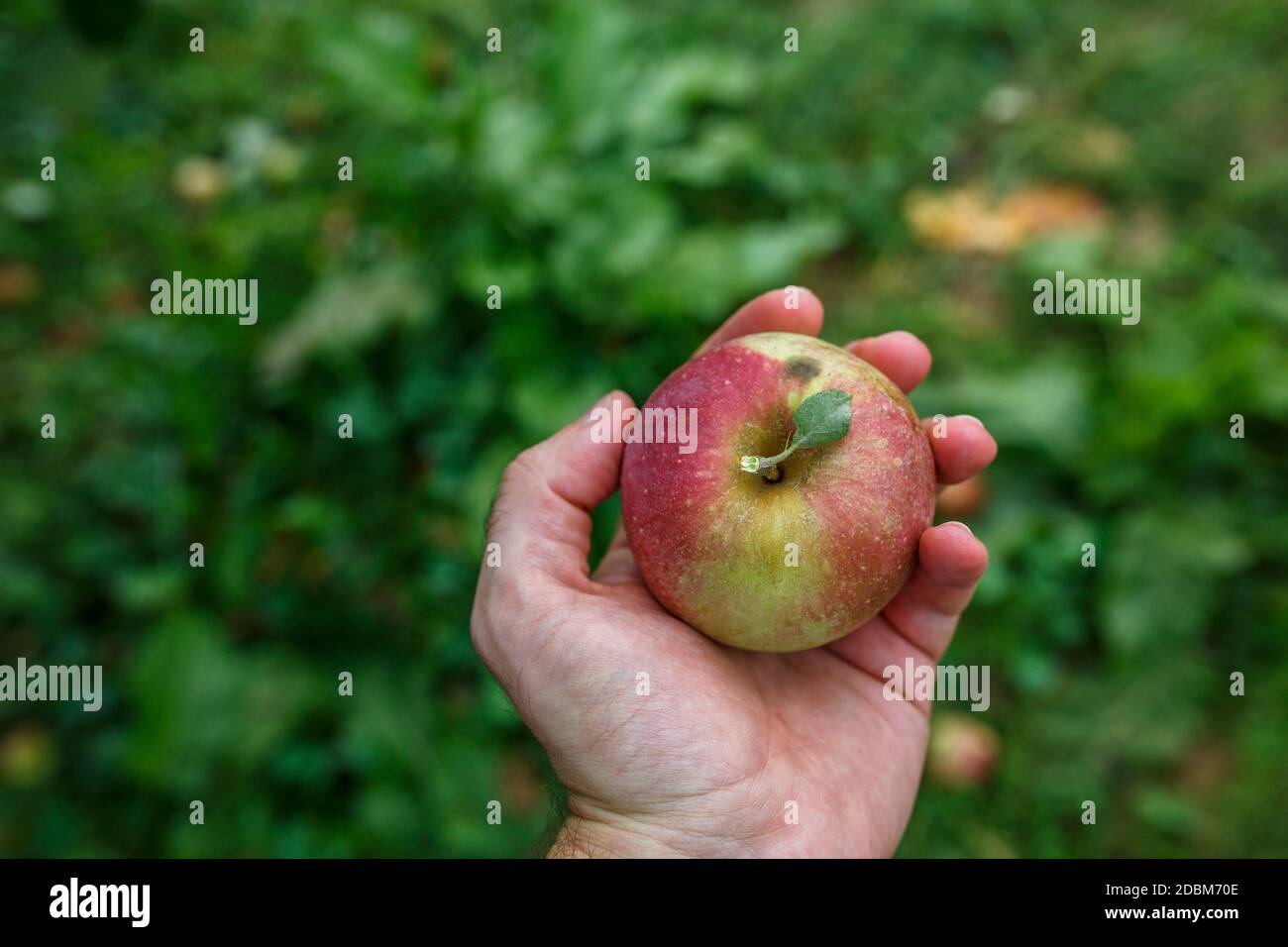 Usa apfelplantagen -Fotos und -Bildmaterial in hoher Auflösung – Alamy