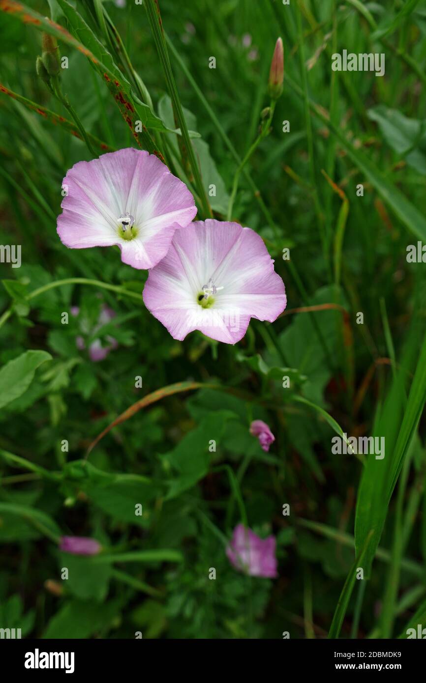 Acker winde -Fotos und -Bildmaterial in hoher Auflösung – Alamy