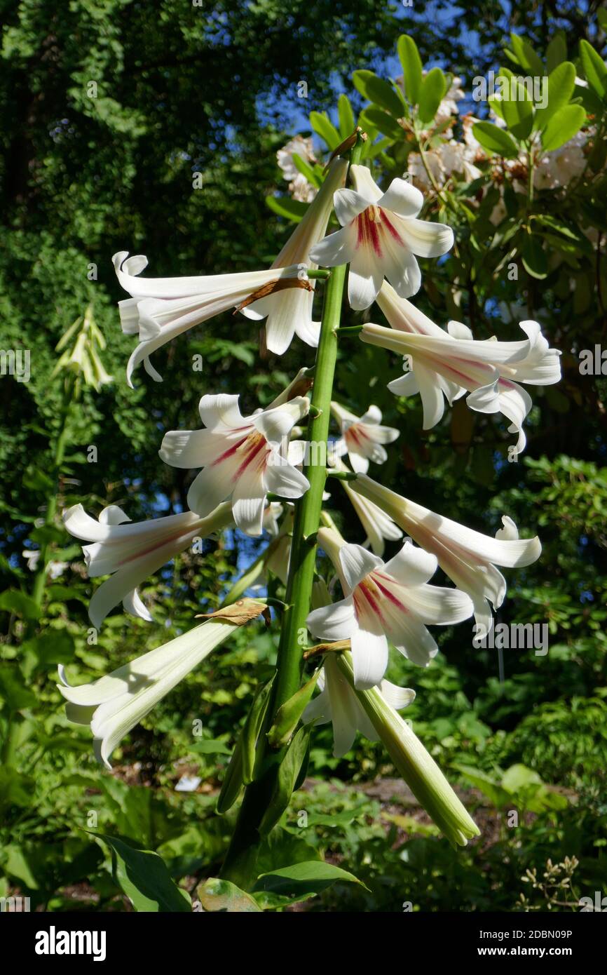 Cardiocrinum giganteum -Fotos und -Bildmaterial in hoher Auflösung – Alamy