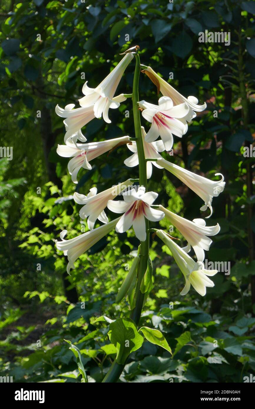 Cardiocrinum arten -Fotos und -Bildmaterial in hoher Auflösung – Alamy