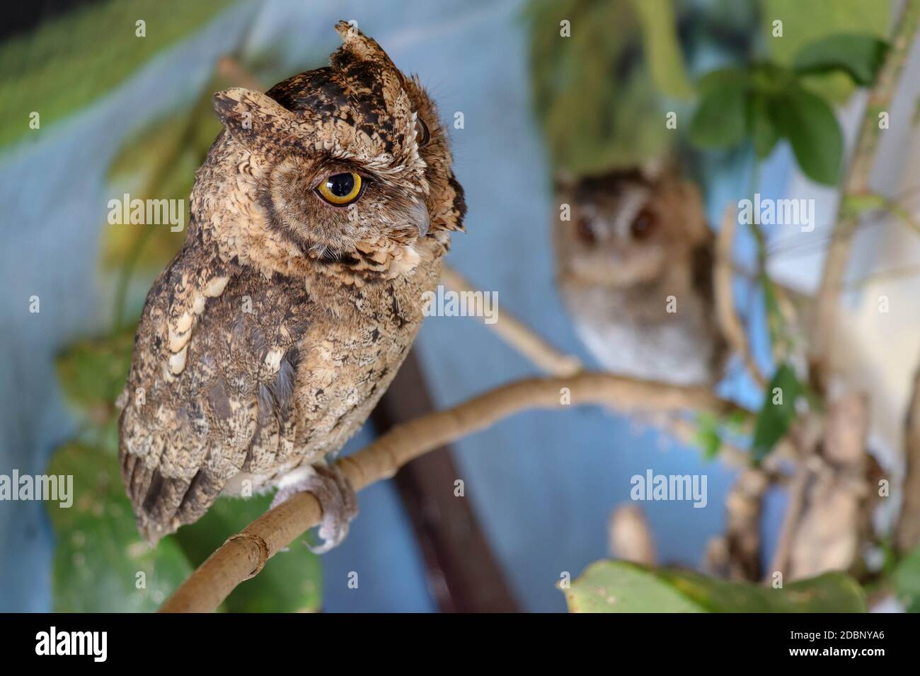 Zwei babyeulen im baum -Fotos und -Bildmaterial in hoher Auflösung – Alamy