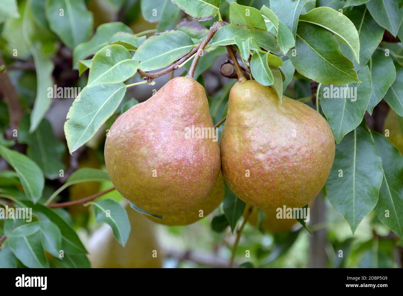 Pyrus communis durondeau -Fotos und -Bildmaterial in hoher Auflösung ...