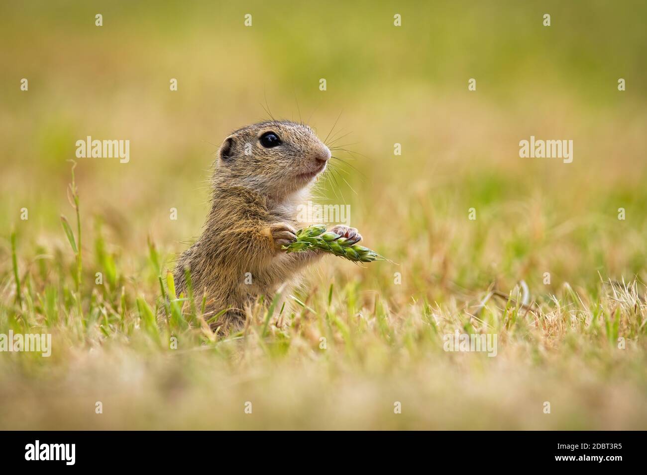 Europäisches Ziesel, spermophilus citellus, das Ohr in der Hand auf dem ...