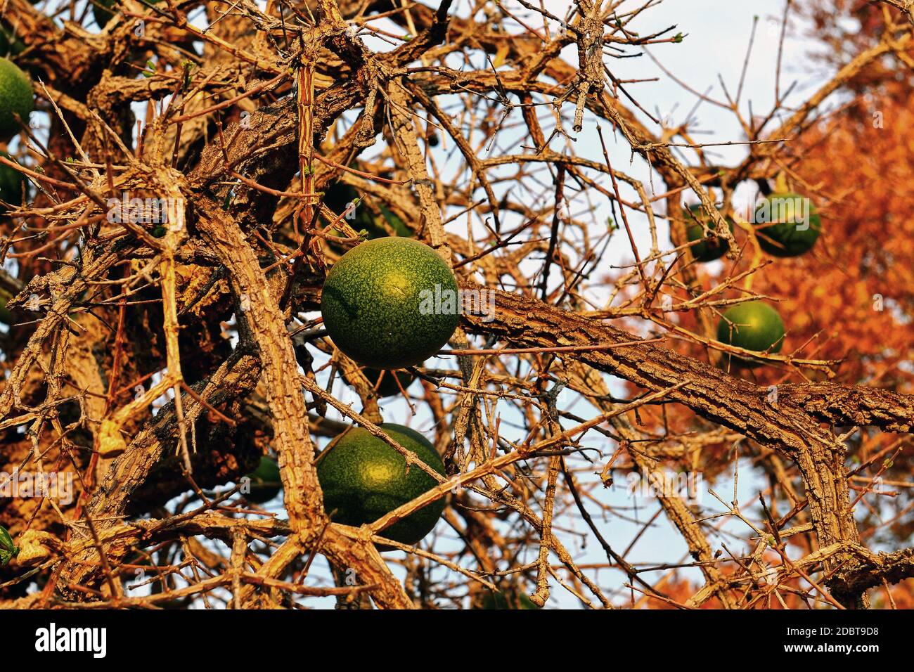 Marula tree sclerocarya birrea -Fotos und -Bildmaterial in hoher ...