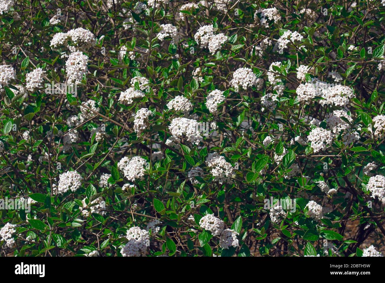 Mohawk viburnum (Viburnum x Burkwoodii Mohawk). Einen Hybriden zwischen ...