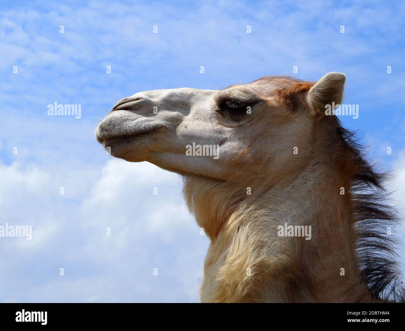 Cloven hoofed animals -Fotos und -Bildmaterial in hoher Auflösung – Alamy