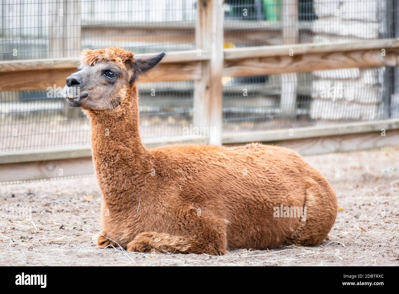Caution Camel Stockfotos und -bilder Kaufen - Alamy