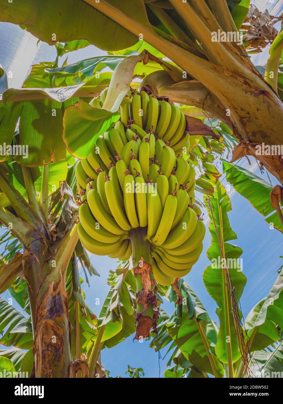 Bündel von wachsenden rohen grünen Bananen auf Bananenbaum in Plantagen ...