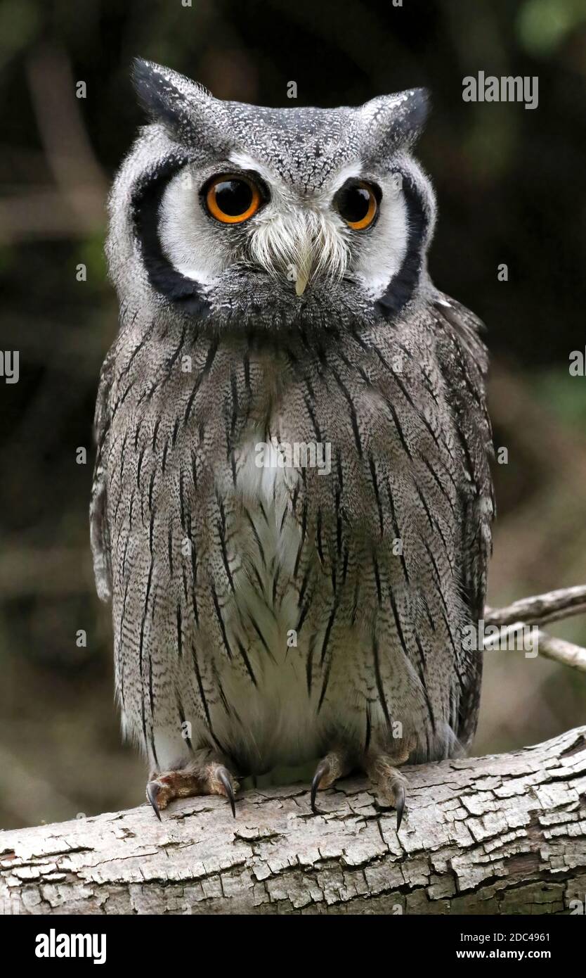 Stigidae familie -Fotos und -Bildmaterial in hoher Auflösung – Alamy