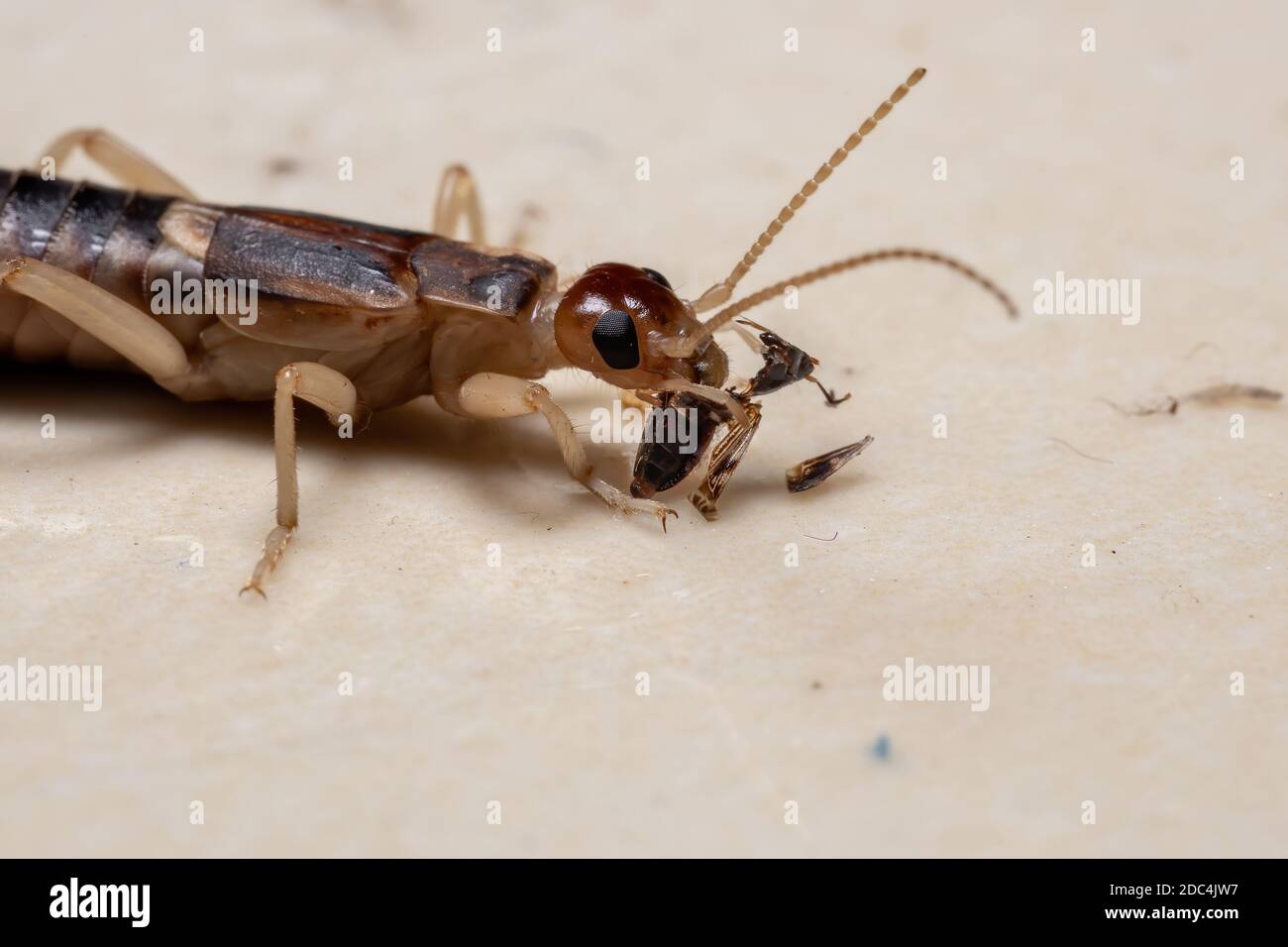 Labidura riparia -Fotos und -Bildmaterial in hoher Auflösung – Alamy