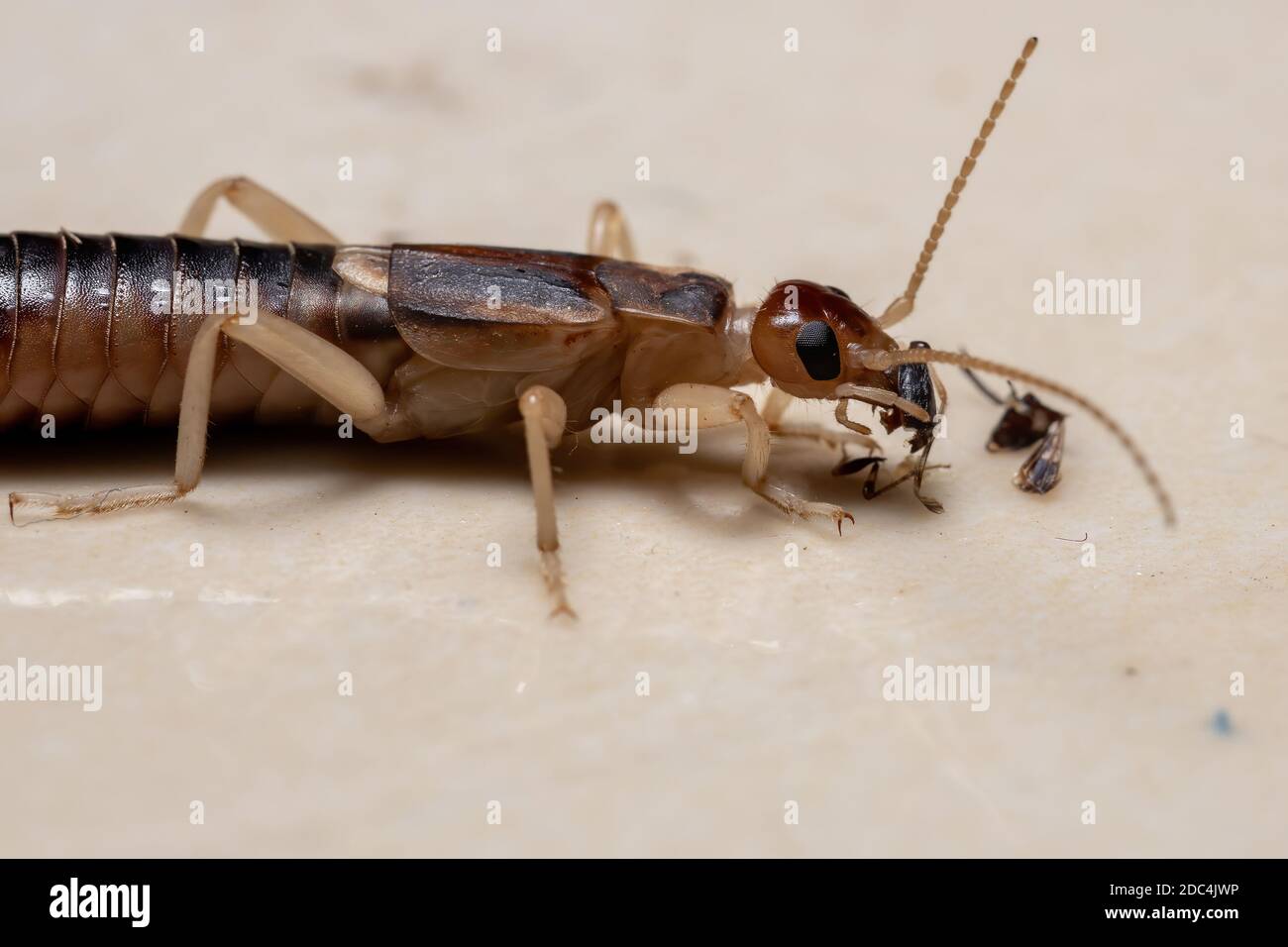 Labidura riparia -Fotos und -Bildmaterial in hoher Auflösung – Alamy