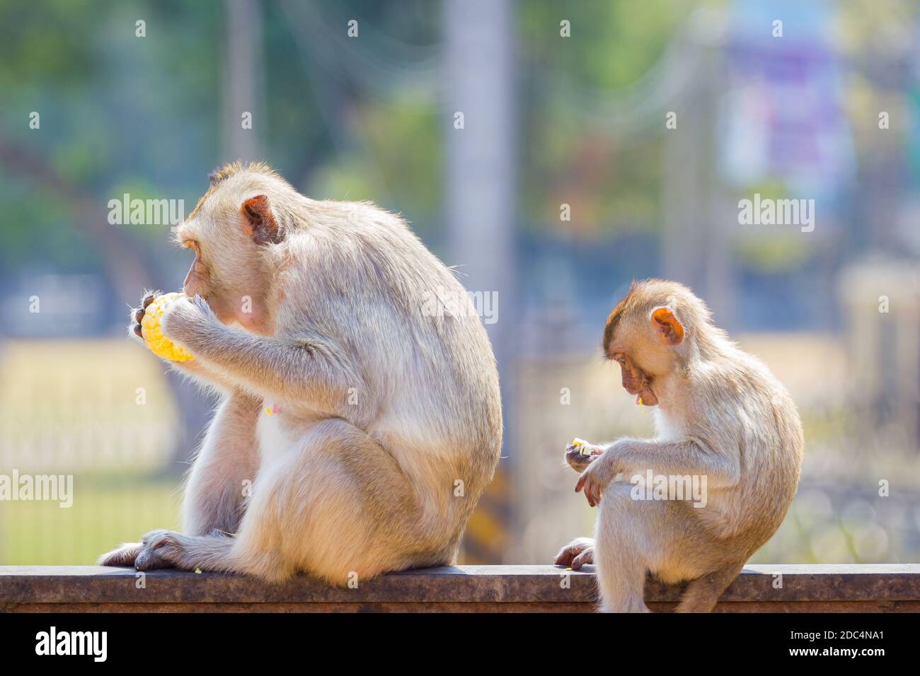 Baby affe isoliert schimpanse -Fotos und -Bildmaterial in hoher ...