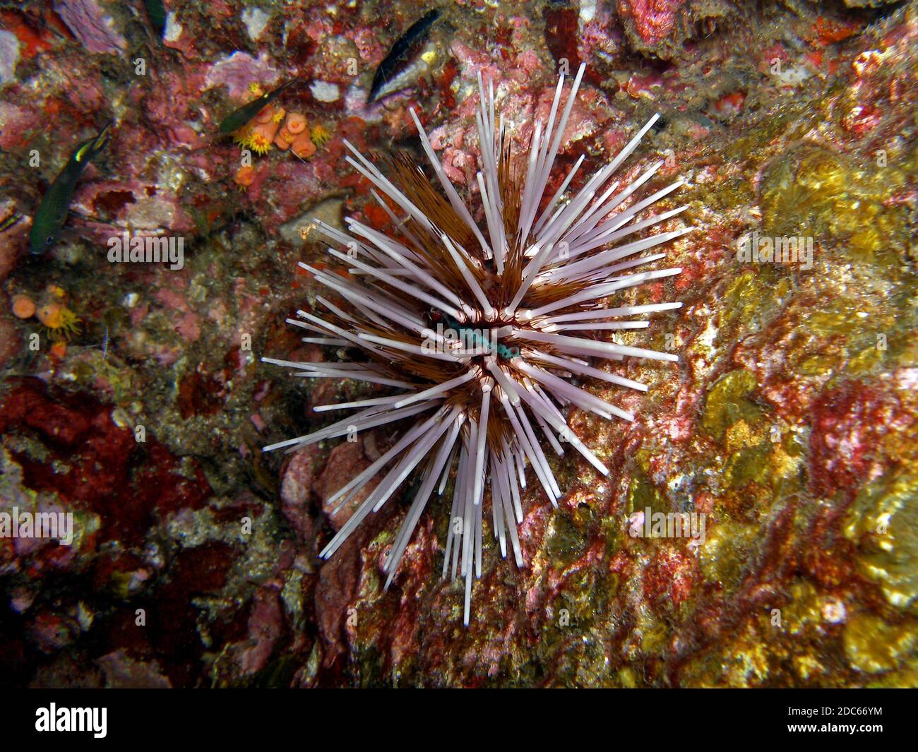 Seeigel Thailand Stockfotos und -bilder Kaufen - Alamy