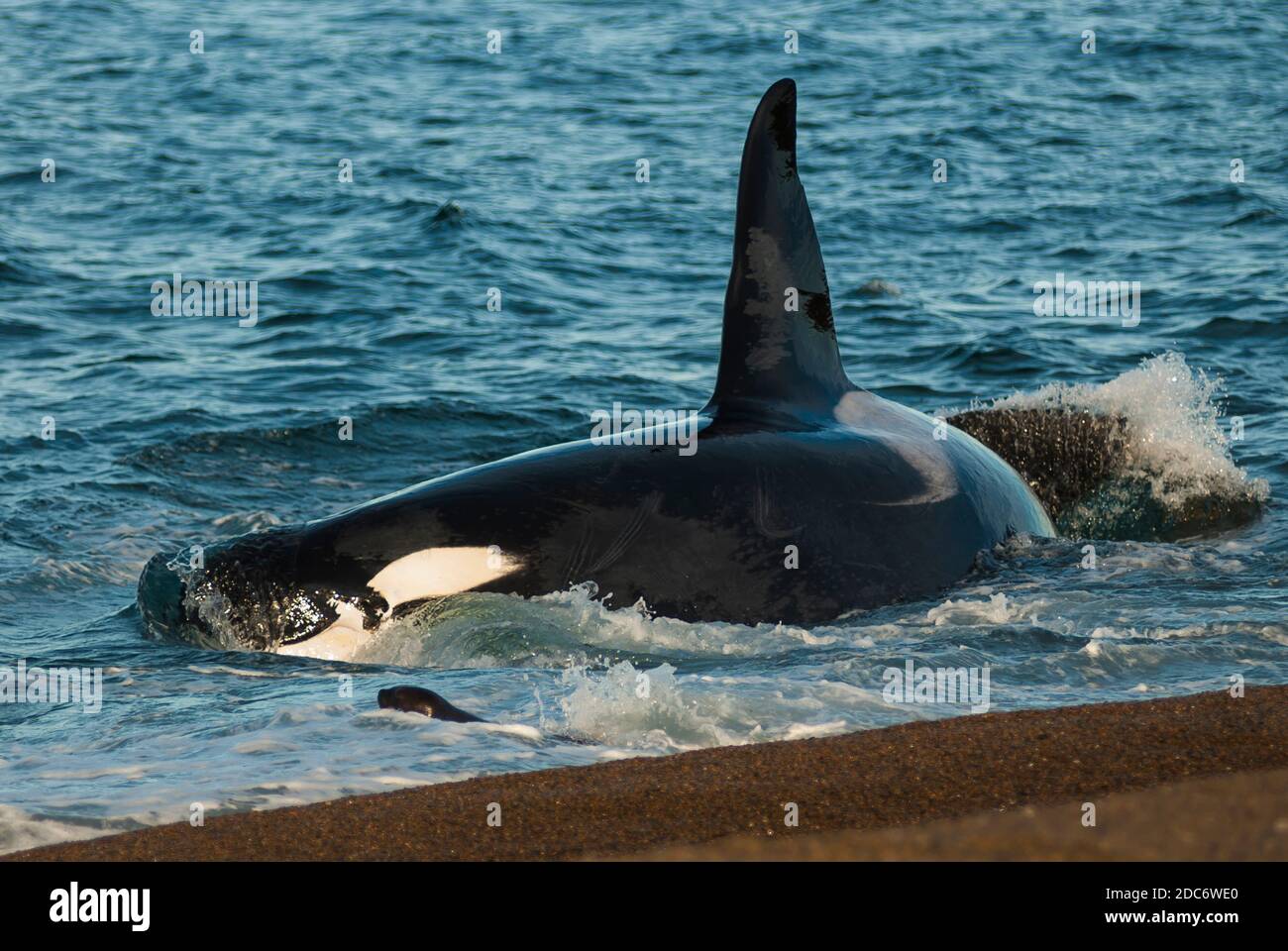 Killerwale jagen Seelöwen, Punta Norte Naturschutzgebiet, UNESCO ...