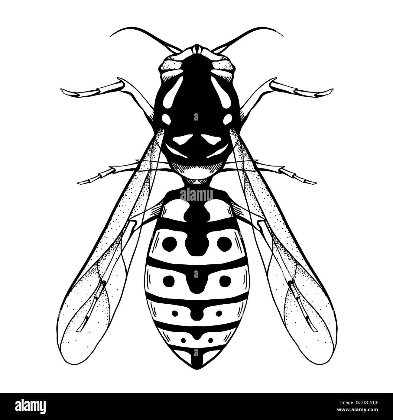 Elegantes Schwarz Weisse Wespe Ebenbild