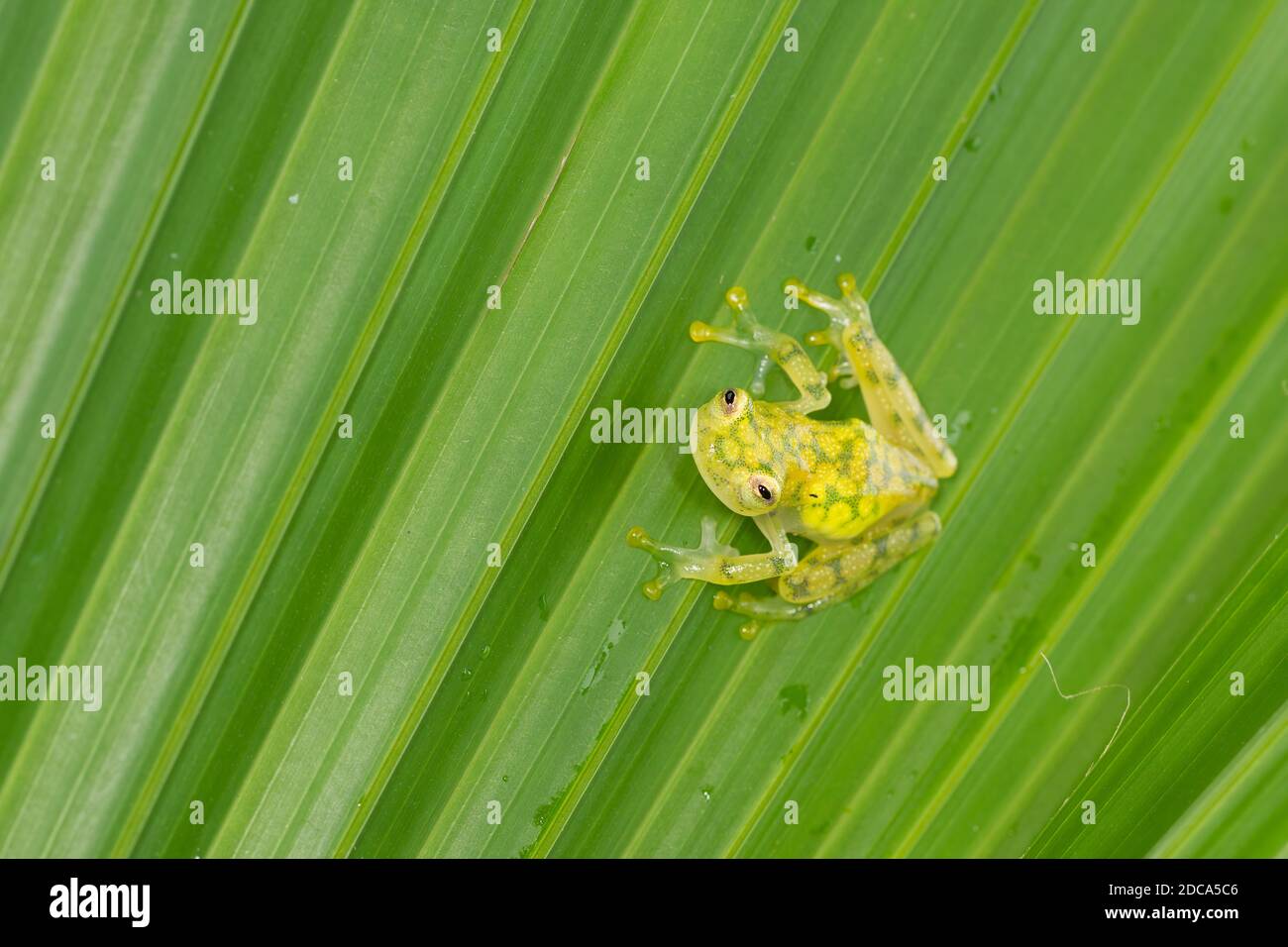 Der retikulierte Glasfrosch, Hyalinobatrachium valerioi, ist ein ...